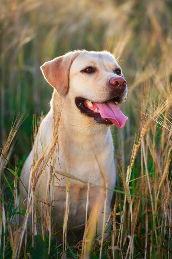 Dog stock photo. Image of animal, labrador, retriever - 44391602