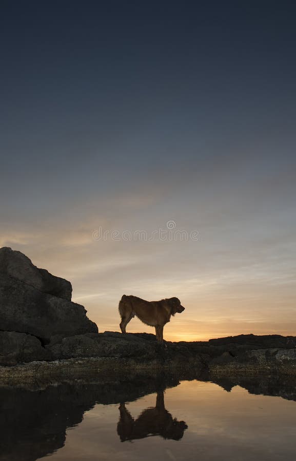 Dog stock image. Image of furious, scratching, boxer - 45888725