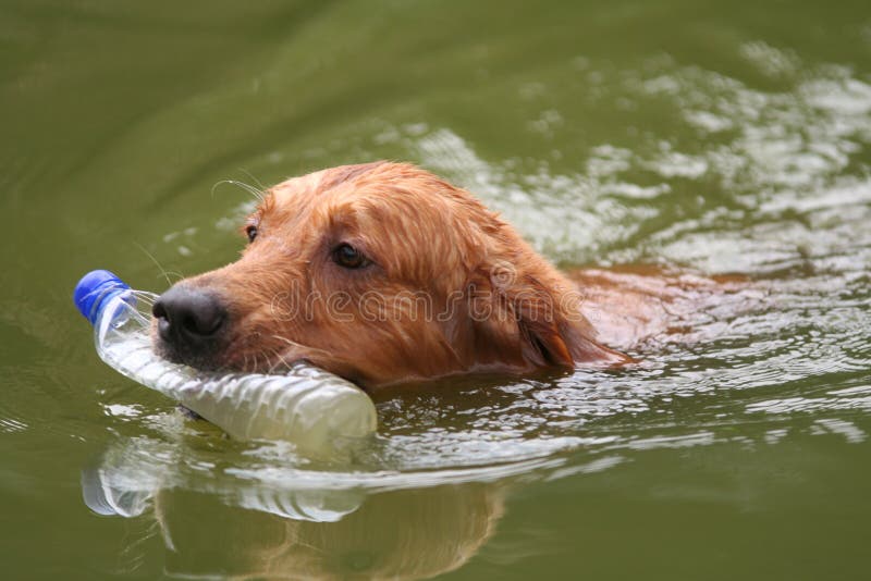 Dog Picking Up Rubbish in the Pool Stock Image - Image of cleaning ...