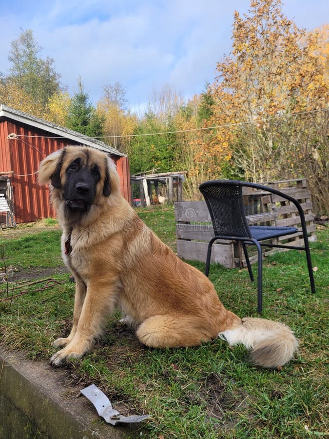 Dog at picture stock photo. Image of pictur, brown, nice - 261354960