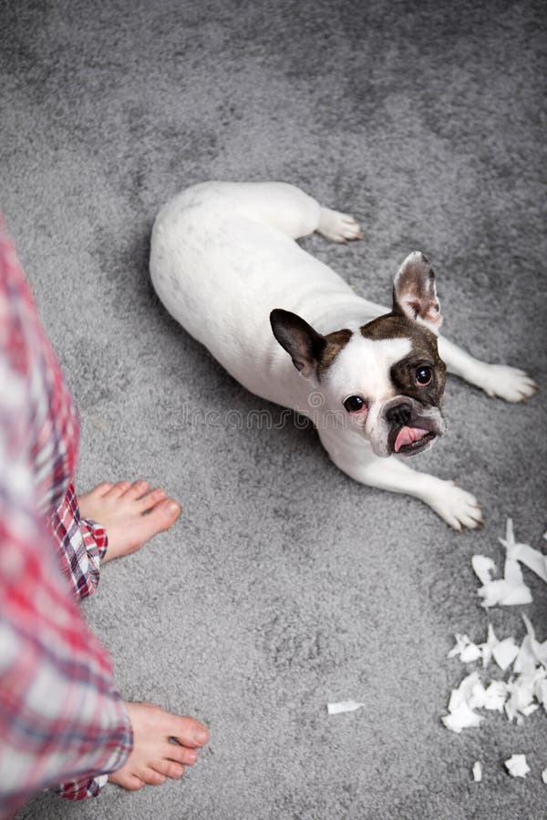 Dog among the Pieces of Paper Stock Photo - Image of black, paper: 89718228