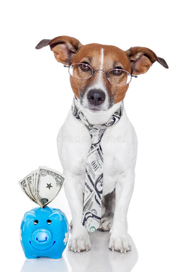 Dog with piggy bank stock image. Image of investment - 24653189