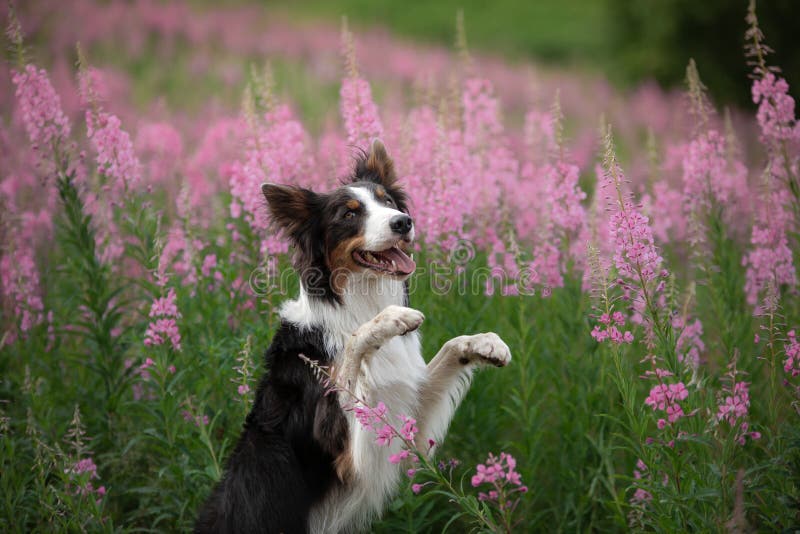 Dog in Pink Colors. Border Collie in Nature Stock Image - Image of ...