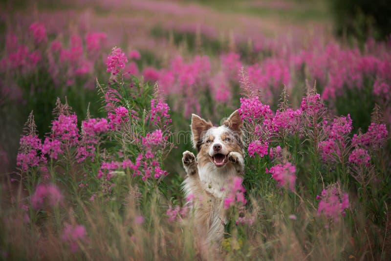 Dog in Pink Colors. Border Collie in Nature Stock Image - Image of ...