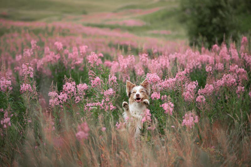 Dog in Pink Colors. Border Collie in Nature Stock Image - Image of ...