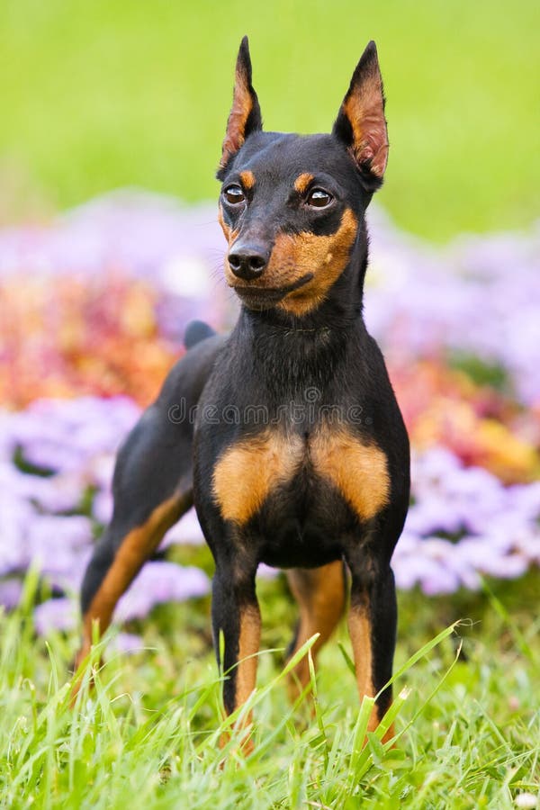 Brown pinscher dog stock photo. Image of rage, domestic - 3672584