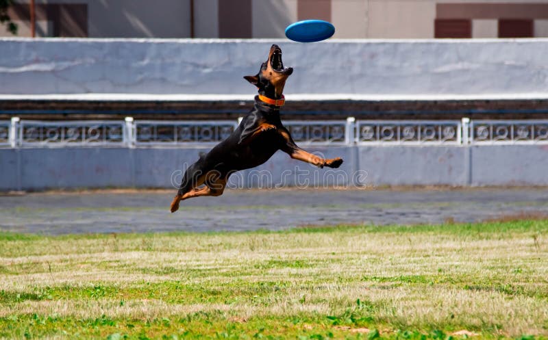 Dog Pinscher Jumping Over the Disc ( Frisbee ) Stock Image - Image of ...