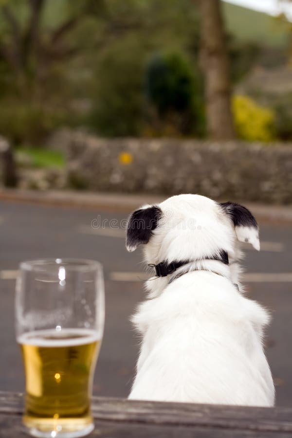 Dog and Pint stock photo. Image of house, bench, sitting - 1765566