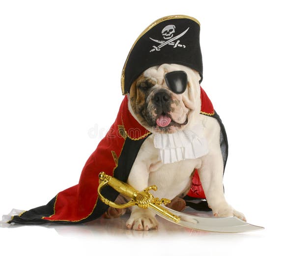 Dog pirate stock image. Image of pout, breed, male, costume - 22000687