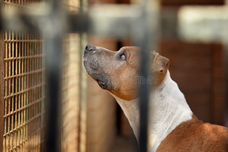 Dog pitbull behind bars stock photo. Image of small - 189202842