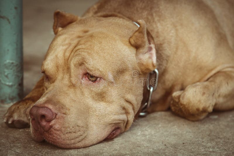 499 Sad Staffordshire Bull Terrier Stock Photos - Free & Royalty-Free ...