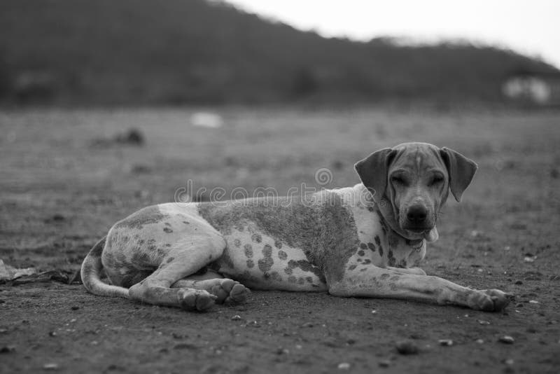 Dog and pity stock photo. Image of lonesome, breed, long - 221142660