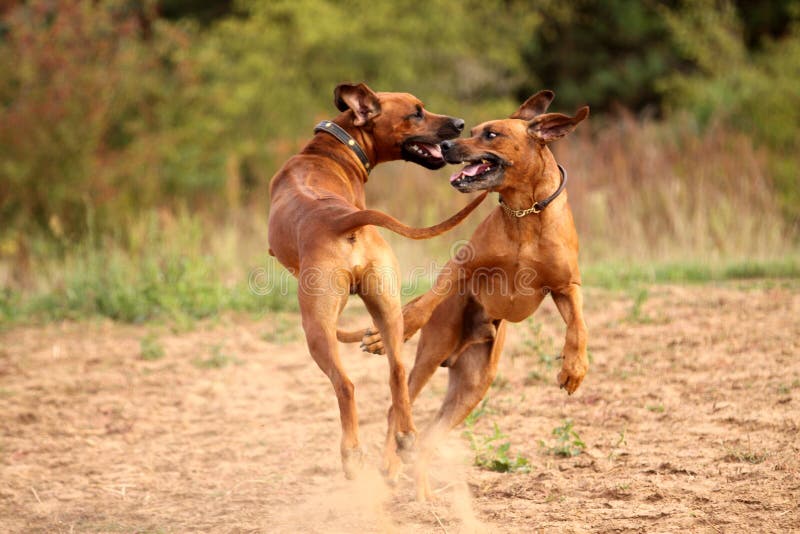 Are Rhodesian Ridgeback Aggressive