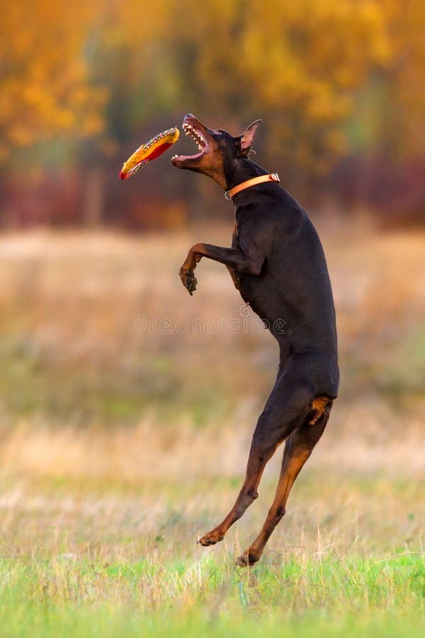 Dog play jump stock image. Image of happy, freedom, running - 81016269