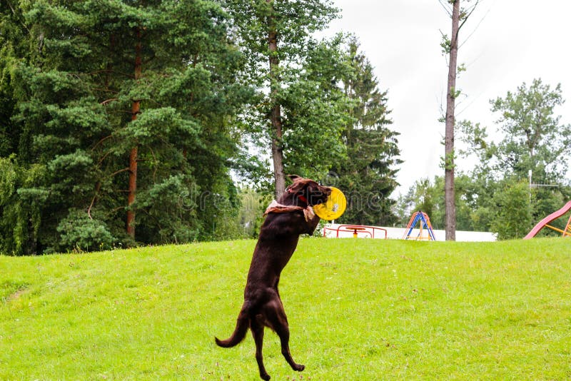 Dog play and jumping stock image. Image of jump, activity - 77365445