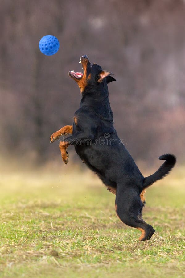 Dog play in park stock image. Image of dogs, rottweiler - 114187891