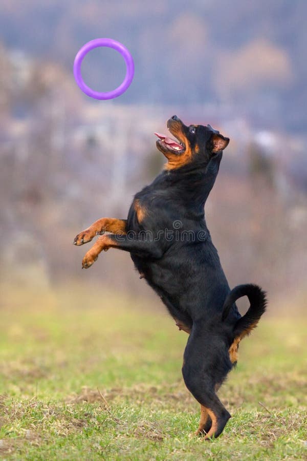 Rottweiler Flying Over a Jump Stock Photo - Image of leap, jump: 26655758