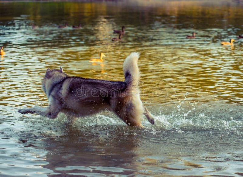 The Dog is Played in the Water Handsome Husky is Chasing Ducks in the ...