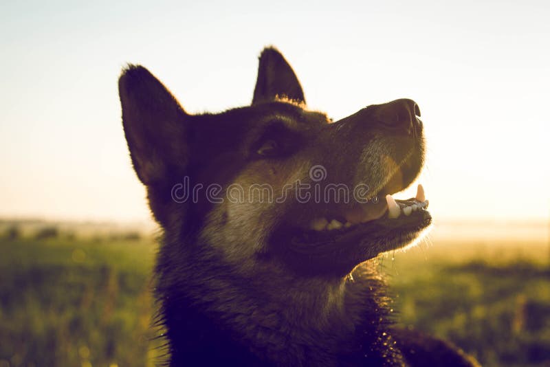 Dog stock image. Image of dogs, grass, warm, brown, spring - 65315971
