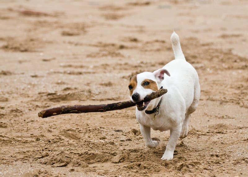 Dog running with stick stock photo. Image of play, stick - 5075150