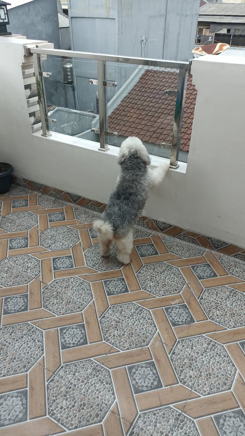 Dog playing around stock photo. Image of flooring, sround - 265309090