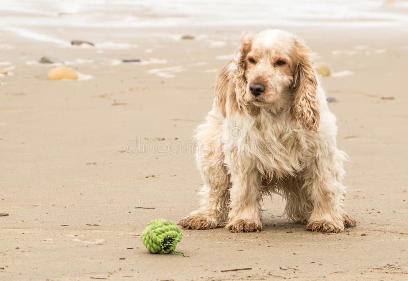 Cocker Spaniel Playing Beach Stock Images - Download 103 Royalty Free ...