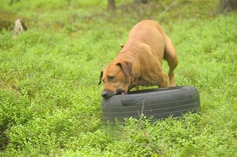 Dog Playing with a Car Tire Stock Image - Image of portofinoitaly ...