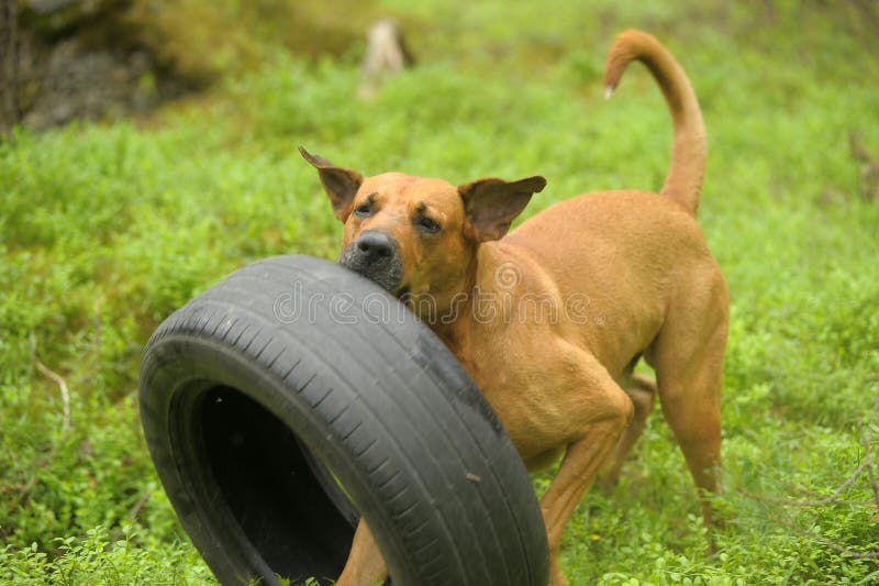 Dog Playing with a Car Tire Stock Image - Image of english, purebred ...