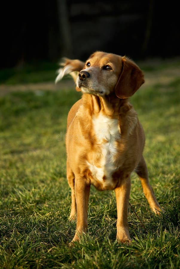 Dog playing catch stock photo. Image of canine, summer - 11843100