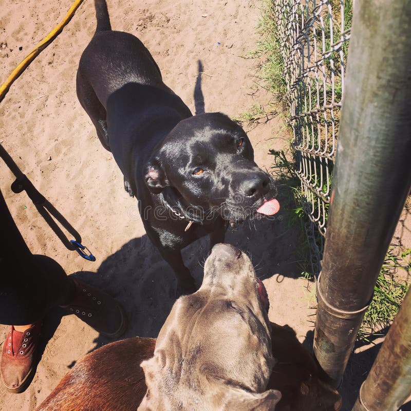 Pitador Dog Stock Photos - Free & Royalty-Free Stock Photos from Dreamstime