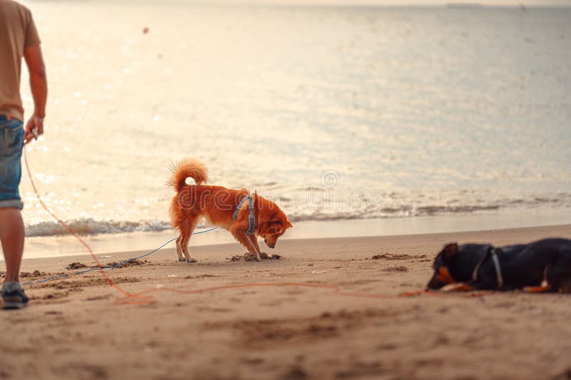 Dog Playing and Digging Sand on the Beach. Dog, Pet, Family Concept ...