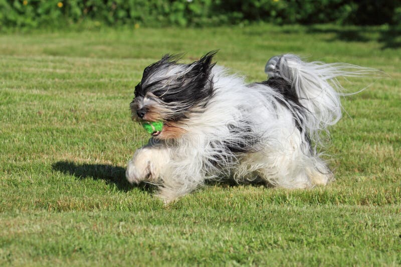 Dog playing fetch stock image. Image of long, breed, shaggy - 5474809