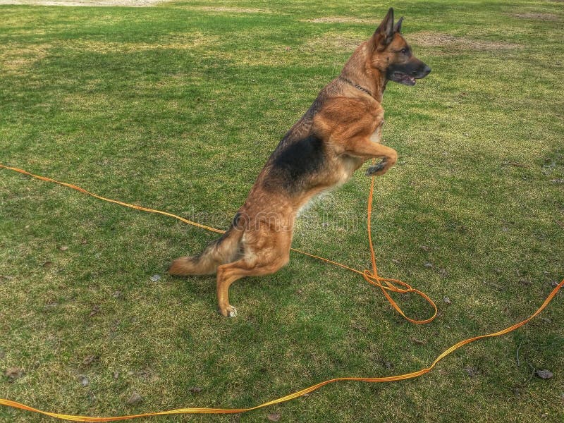 Dog playing stock image. Image of shepherd, german, playing - 54305577