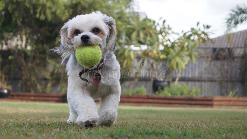 Dog Playing Fetch stock image. Image of playing, game - 78126009