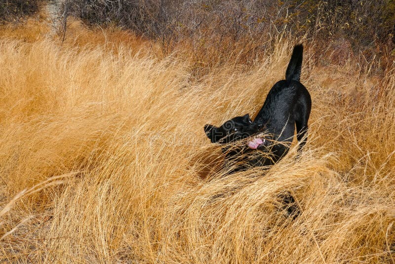 Dog Playing in the Field. Outdoor Activity Stock Photo - Image of game ...