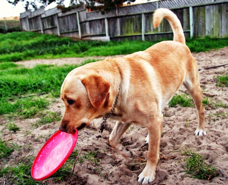 Dog Playing with a Flying Disc Stock Photo - Image of yellow, disc ...