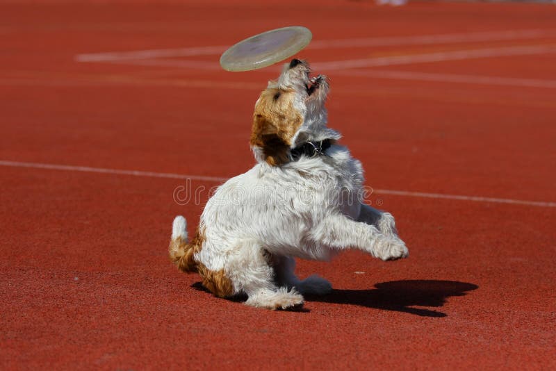 Dog playing in flying disk stock image. Image of cute - 10930843