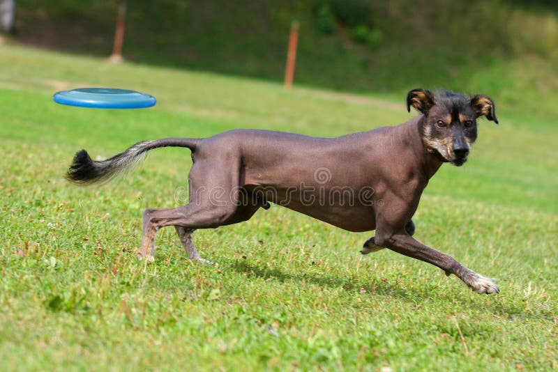 Dog playing in flying disk stock image. Image of hairless - 10934371