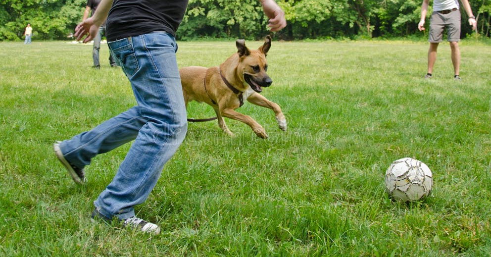 Dog playing football stock image. Image of park, soccer - 21781777