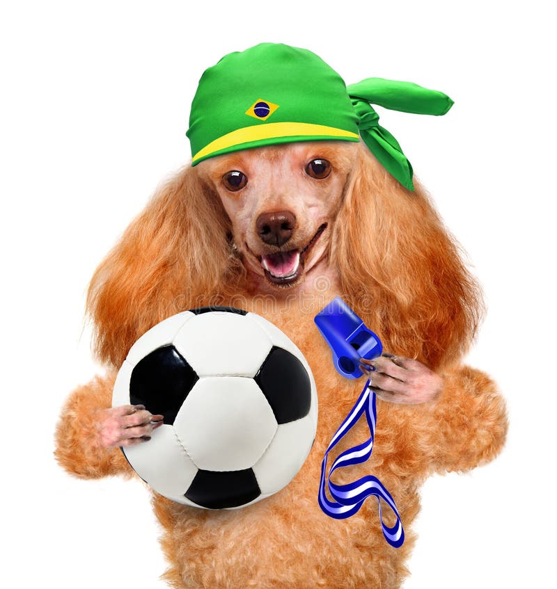 Dog playing football stock photo. Image of soccer, football - 39178314