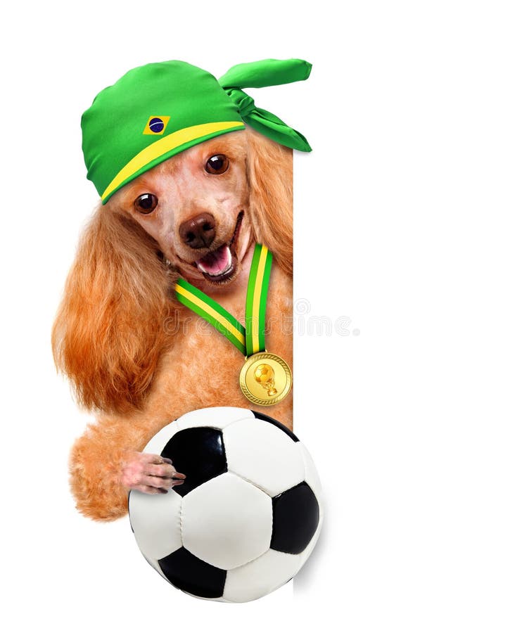 Dog playing football stock image. Image of league, medal - 39177883