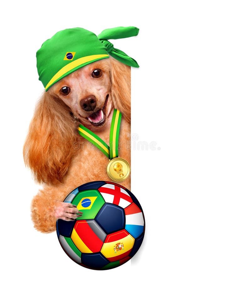 Dog playing football stock photo. Image of soccer, mascot - 39177994