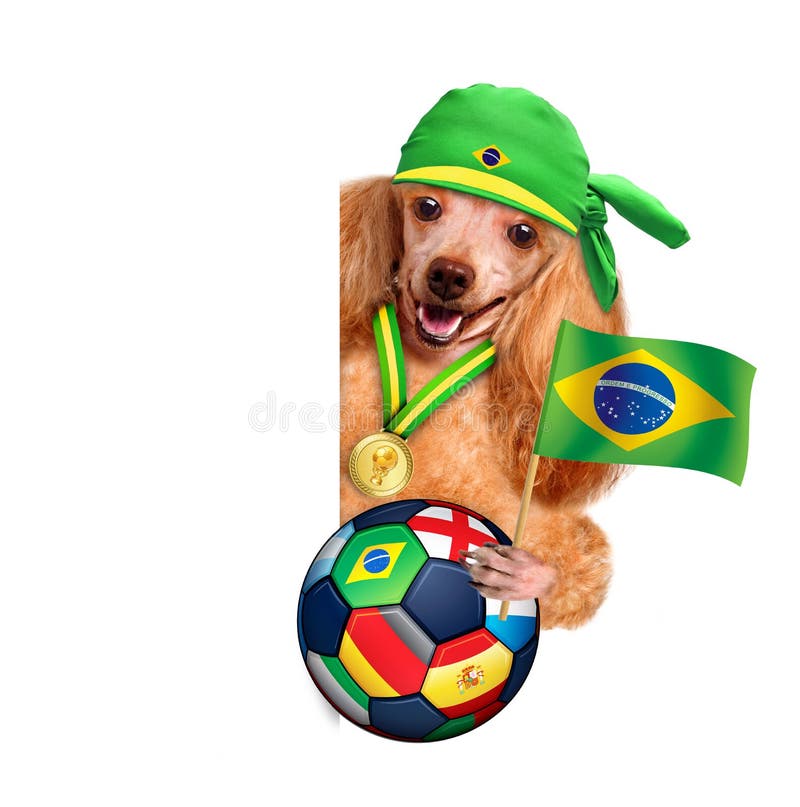 Dog playing football stock image. Image of fitness, player - 39178299
