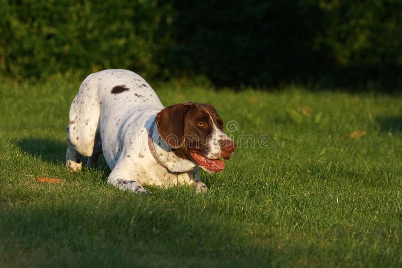 Dog playing in the garden stock photo. Image of garden - 56258104