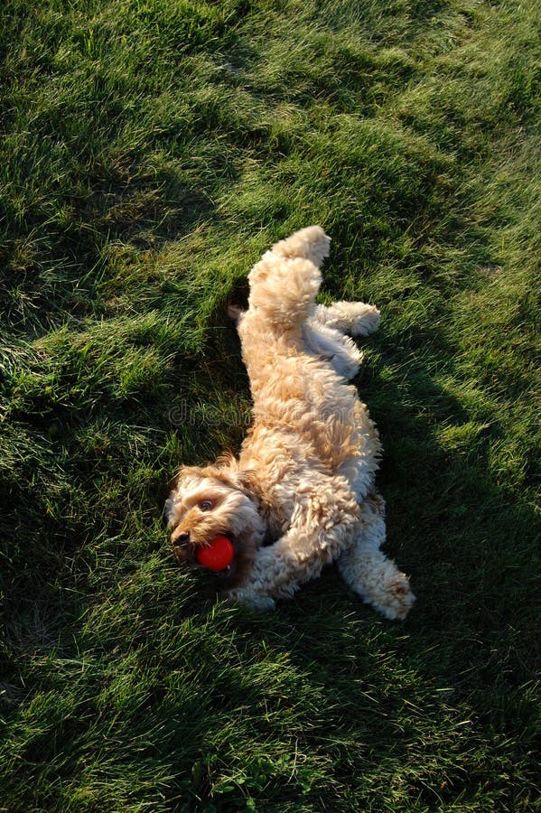 The Cockapoo is a Happy Dog. Stock Image - Image of pleased, greeting ...