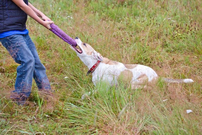 Dog Playing with a Host Meadow Stock Image - Image of host, boss: 65415763