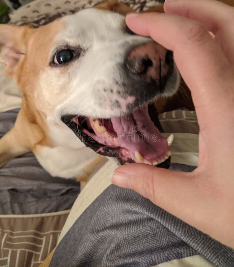 Dog Playing with Human Hand Stock Image - Image of nose, human: 203746115