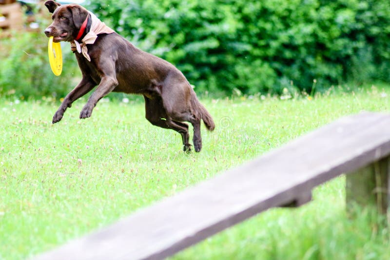 Dog playing and jumping stock photo. Image of grass, playing - 77365476
