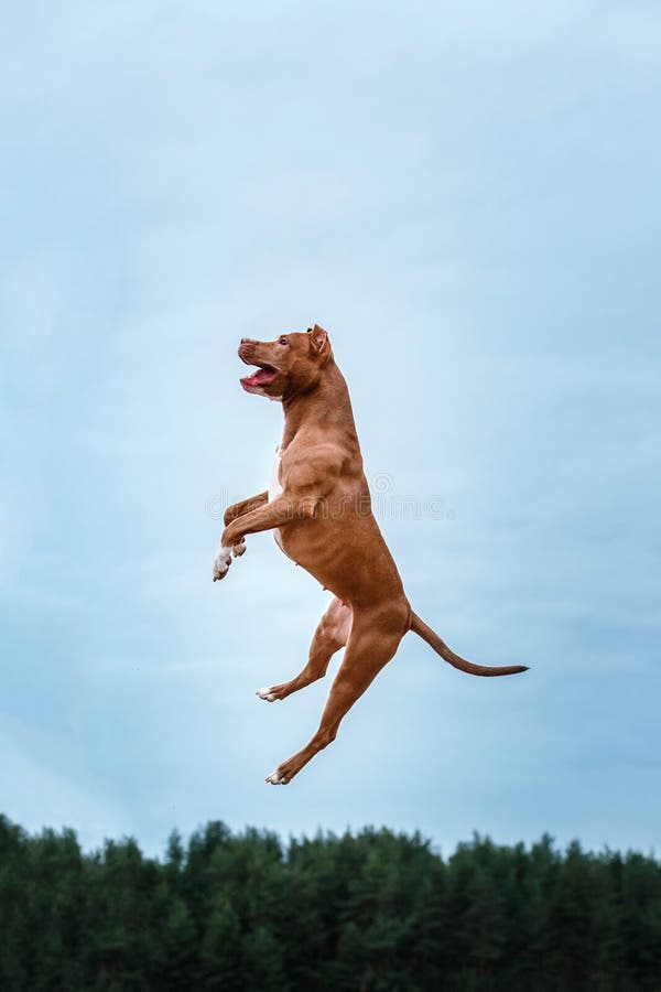 196 Dog Playing Jumping Pit Bull Terrier Stock Photos - Free & Royalty ...