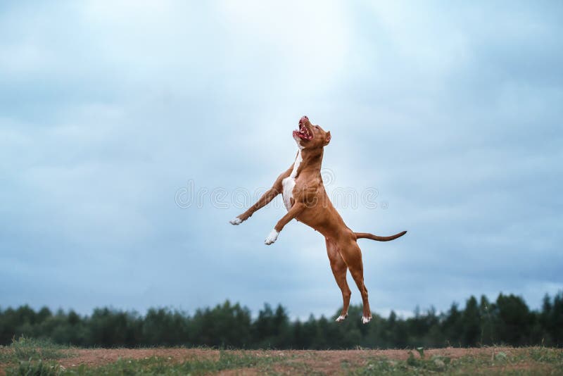 Dog Playing, Jumping, Pit Bull Terrier Stock Image - Image of catching ...
